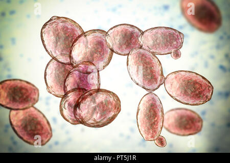 Hefezellen. Computer Abbildung: angehende Hefezellen (Saccharomyces ...