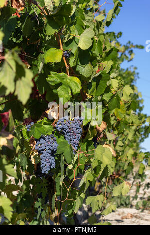 Trauben mit Reifen roten Trauben, Weinberge in der Nähe von St. Stadt ...