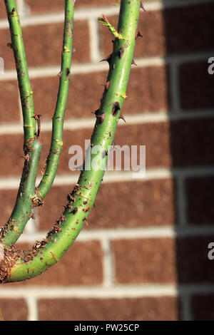 Neue Triebe wachsen aus Rosen Stecklinge Stockfotografie - Alamy