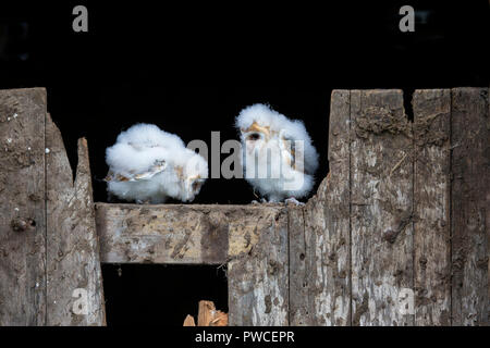 Baby Schleiereulen (Tyto Alba Stockfotografie - Alamy