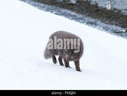 Blue morph Polarfuchs stehend in der fallenden Schnee, Winter in Island ...