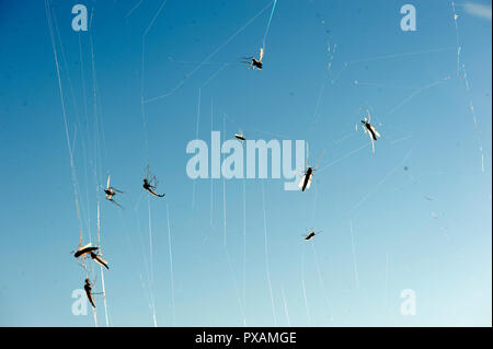 Insekten oder Insecta (vom Lateinischen insectum) hexapod Wirbellosen ...