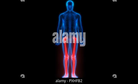 Menschliche Rippen Knorpel, Abbildung Stockfoto, Bild: 118699157 - Alamy