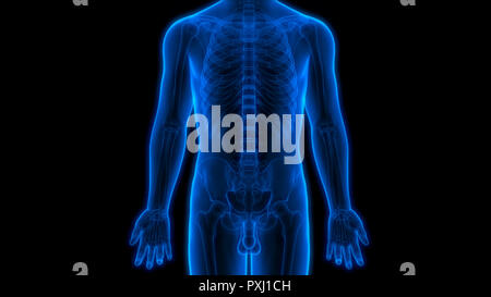 Menschliche Rippen Knorpel, Abbildung Stockfoto, Bild: 118699157 - Alamy