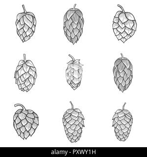 Hand gezeichnet Abbildung von Hopfen. Auf weissem Hintergrund. Hand ...