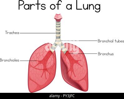 menschliche Lunge Anatomie Medizin innere Organ Luftröhre Vektor ...