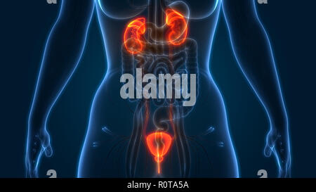 Die menschlichen männlichen Harnblase und Harnröhre Stockfoto, Bild ...