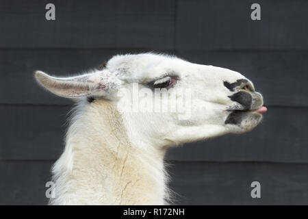 Lustige Lama Gesicht glücklich lächelnd Llama, Warren Mill Farm Park ...