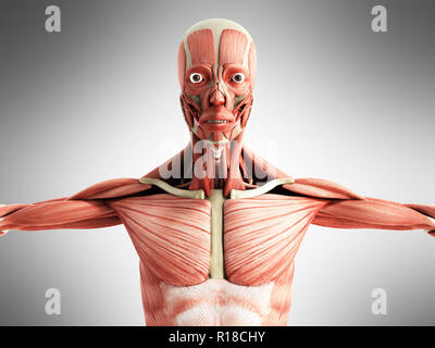 Menschlichen Muskel Anatomie - männliche Muskeln von Rücken hinten ...