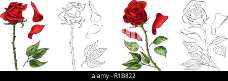 Hand gezeichnete Skizze von Rose, einzelne Knospe Detaillierte vintage ...