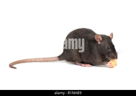 Ratte frisst den Käse in die Pfoten auf einem weißen Hintergrund hält ...