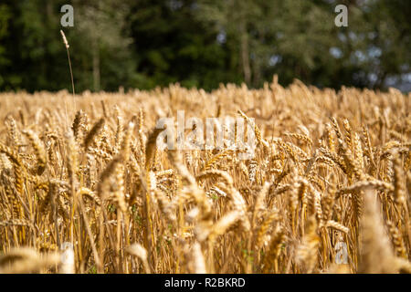 Goldene Weizenfelder auf sanften Hügeln; Palouse, Washington ...