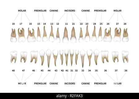 Zahn Anatomie medizinische Vector Illustration auf weißem Hintergrund ...
