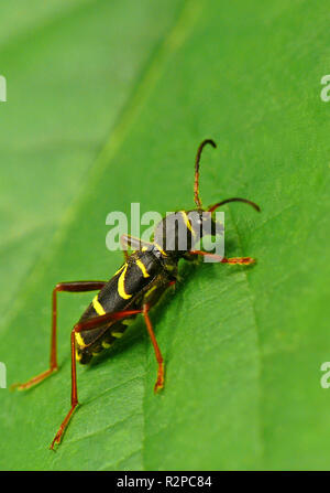 Mimikry, Insekt, Illusion, Mimikry, Volucella Bombylans, Volucella ...