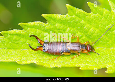 Ohrwurm, Gemeiner Ohrwurm Forficula Auricularia Stockfotografie - Alamy
