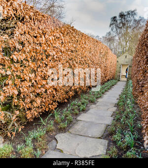 Eine gemeinsame Buche Hecke im Herbst (Fagus Sylvatica), mit Himalaya ...