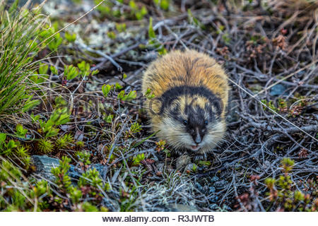 Berglemming; Norwegen Lemming Stockfotografie - Alamy