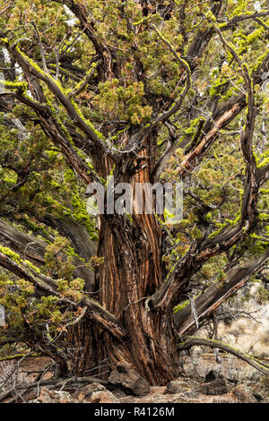 Rinde auf eine alte Wacholder, Western Wacholder (Juniperus ...