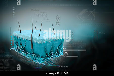 Menschliche Hautzellen Haut Anatomie Stockfotografie - Alamy