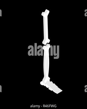 Bein Knochen schien- und Wadenbein Anatomie menschlicher Stock ...