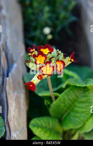 Primula Veris Sunset Shades, Primeln, Schlüsselblume, Schlüsselblumen ...