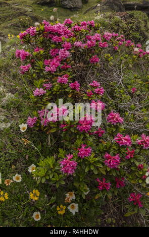 Alp, Alpen, Alpenrose, Alpenrosen, Mountain, Berg, Berge, See, Bern ...