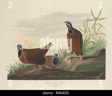 Anatomie der Taube, Illustration Stockfotografie - Alamy