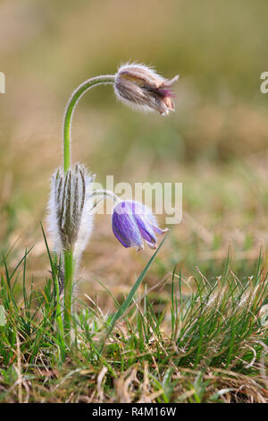 Blühende und blasse Blume lila pasque - Blume Stockfotografie - Alamy