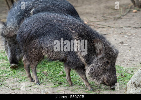 Chaco Peccary Catagonus Wagneri Schwein Tier Stockfoto, Bild: 33026054 ...