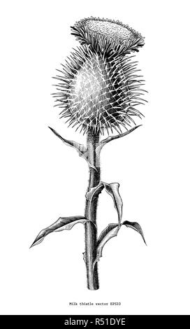 Hand Zeichnung der Distel auf weißem Hintergrund. Schwarz und Weiß eine ...