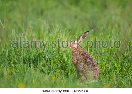 Eine wilde Hase sitzt oben, Ohr Salert und ein Auge auf den Betrachter ...