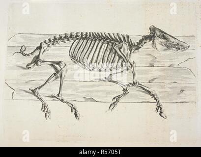 Schwein Anatomie Skelett Knochen Stockfoto, Bild: 34981697 - Alamy
