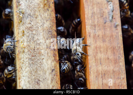 Offenen Bienenstock. Brett mit Waben im Bienenstock. Die Bienen ...