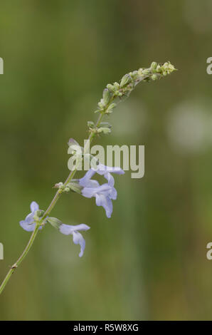Azure Blue Salbei (Salvia azurea) ist eine Laubblume, die auf ...