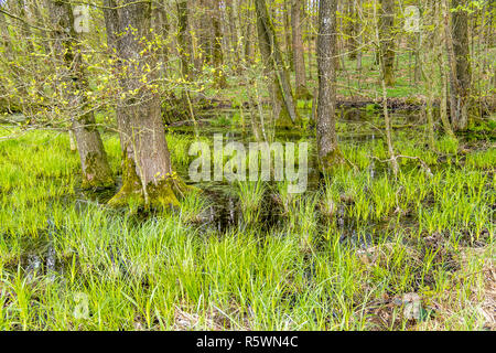 Moor Sumpf Sumpf Sumpf Sumpf Sumpf Sumpfpflanzen Wasser Teich Pool Reed ...
