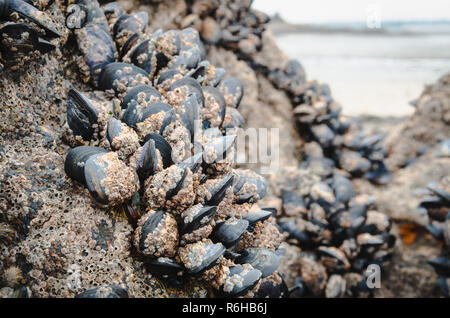 Muscheln am Strand, Bretagne, Frankreich Stockfoto, Bild: 14896427 - Alamy