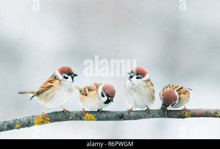 Familie von vier Nestlinge (Spatzen) schlafen im Nest Stockfotografie ...