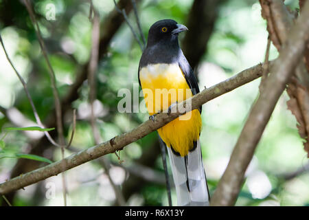 Ein helles Endemisch gelb & grün schillernde Citreoline (trogon Trogon ...