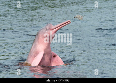 Jagd-Amazonas-Delfin oder Pink Amazon Dolphin (Inia Geoffrensis), Rio ...