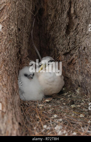 Nach White-tailed Tropicbird (Phaethon Lepturus), Whitetailed ...