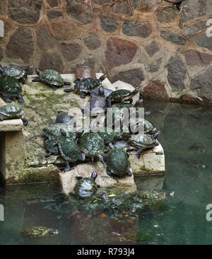 Teich in der Jade Kaiser Pagode - Chua Ngoc Hoang. Ho Chi Minh. Vietnam ...