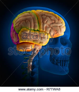 Männliche Felsenbein Schädel Anatomie - isoliert auf weiss Stockfoto ...