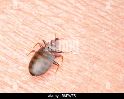 Bettwanzen Cimex lectularius parasitische Insekten Der cimicid Familie ...