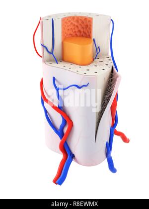 Anatomie des menschlichen Knochenmark Stockfotografie - Alamy