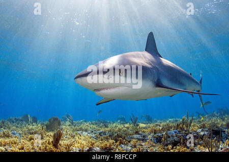 Karibischer Riffhai (Carcharhinus Perezi), Schwimmen im Freiwasser ...