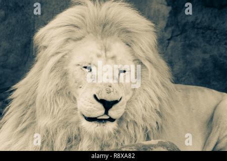 Weißer Löwe mit blauen Augen, wilden weißen Löwen, weibliche Löwen ...