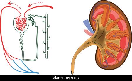 Abbildung der Struktur der ein Nephron (die grundlegende strukturelle ...
