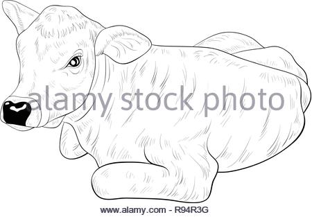 Zeichnung von Kuh und Kalb Stockfoto, Bild: 32482420 - Alamy
