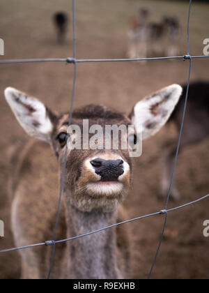 Nahaufnahme von junges Reh Essen grass Stockfoto, Bild: 134835994 - Alamy