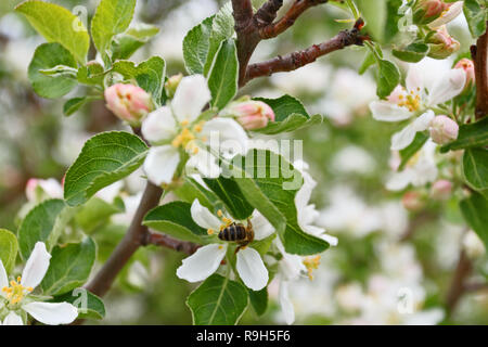 Schöne weiße Apfelblüte.Blühende Apfelbaum.frischer Frühling ...